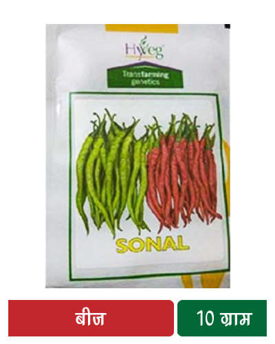 kalash Kalash Talwar Chilli (10g) Seeds - Agrostar