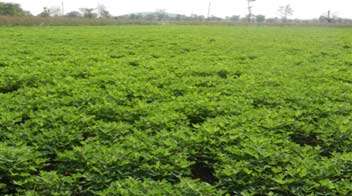 Krishi Gyaan - Seed treatment in groundnut - Agrostar